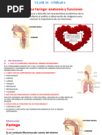 Músculos Constrictor y Rafe Faríngeo | PDF | Cabeza y cuello humanos ...