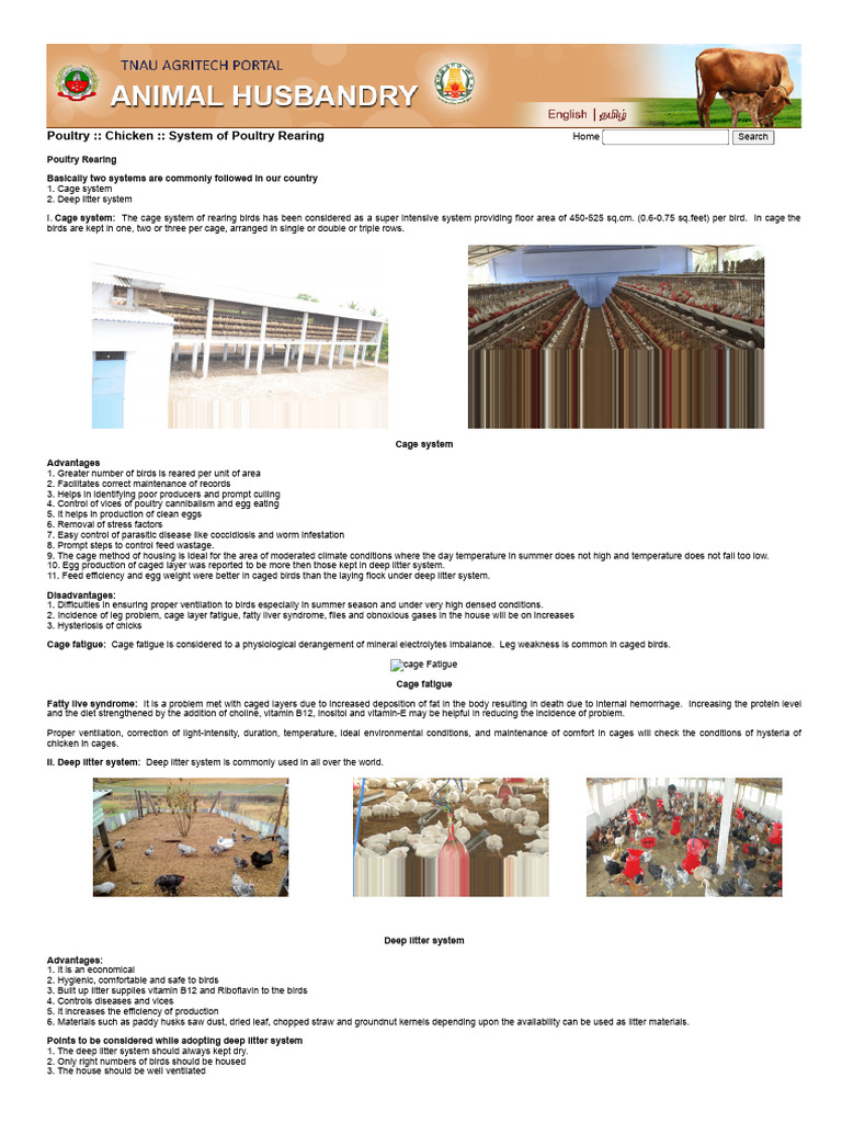Poultry Rearing Systems Explained | PDF | Poultry Farming | Chicken