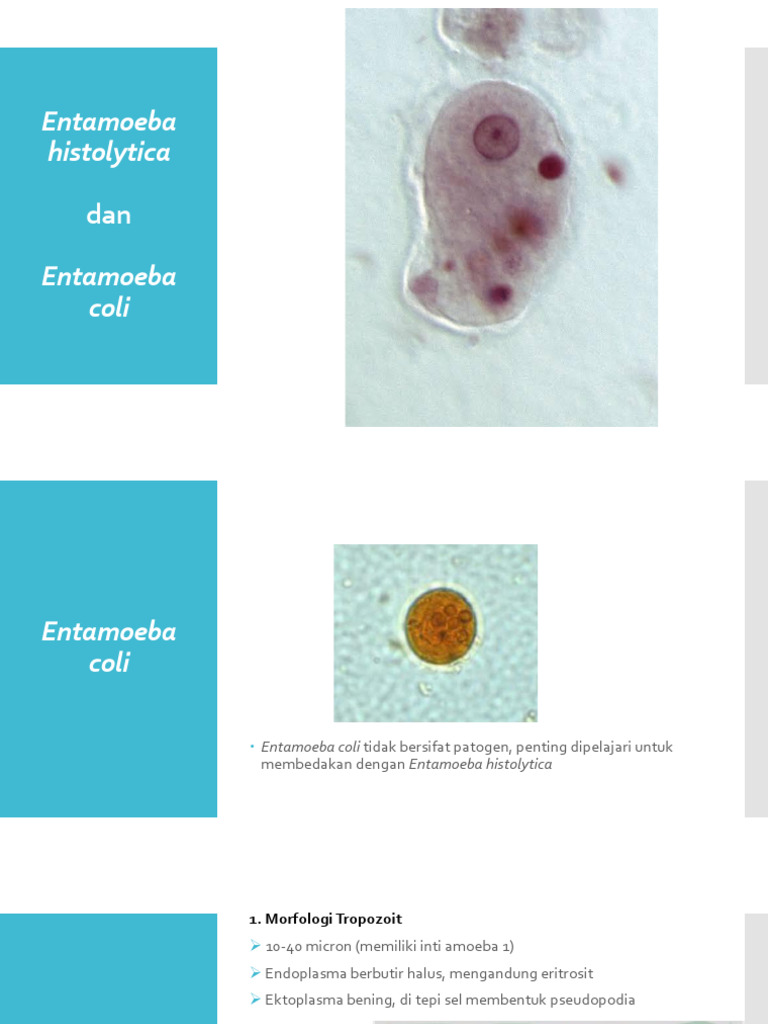 Entamoeba by Feldha | PDF