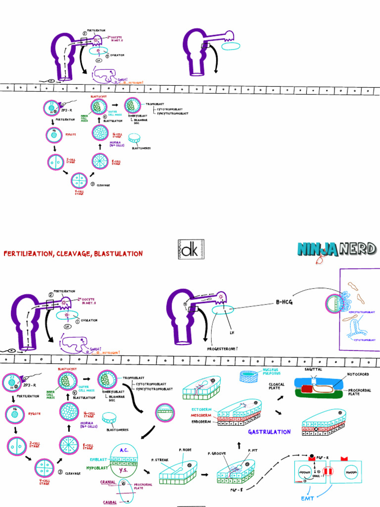 Ninja Nerd Embryology Hand Made Digital Notes by DR Of2027-28 | PDF