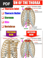 Costovertebral Angle Anatomy Overview | PDF | Vertebra | Vertebral Column