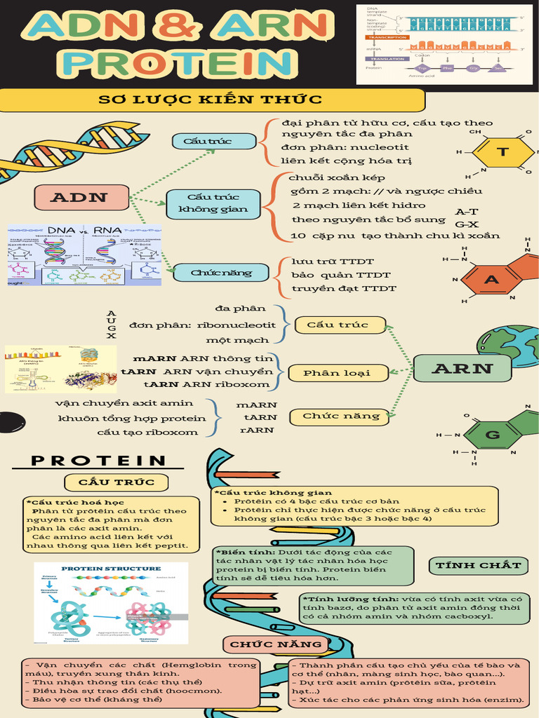 Colorful Illustrative DNA Day Science Educational Infographic | PDF
