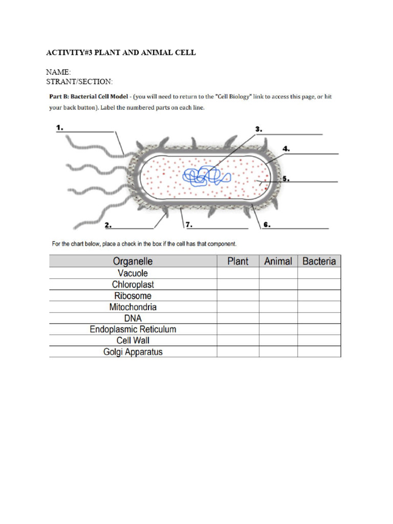 Oct. 16 Plant and Animal Cell Worksheet | PDF