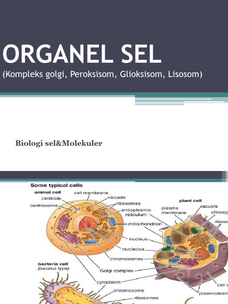 6 Organel Sel 2 (Kompleks Golgi, Lisosom, Peroksisom, Glioksisom) | PDF