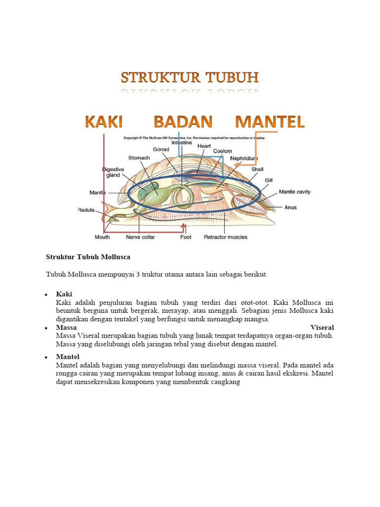 Struktur Tubuh Tugas Dita | PDF