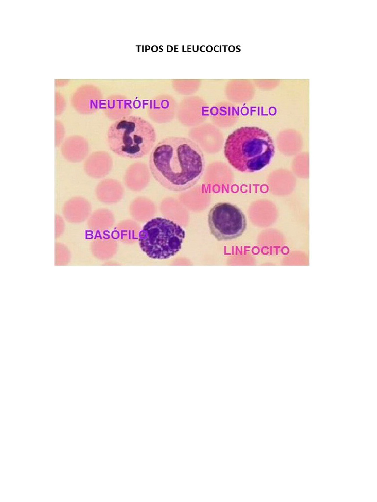 Tipos de Leucocitos Explicados | PDF