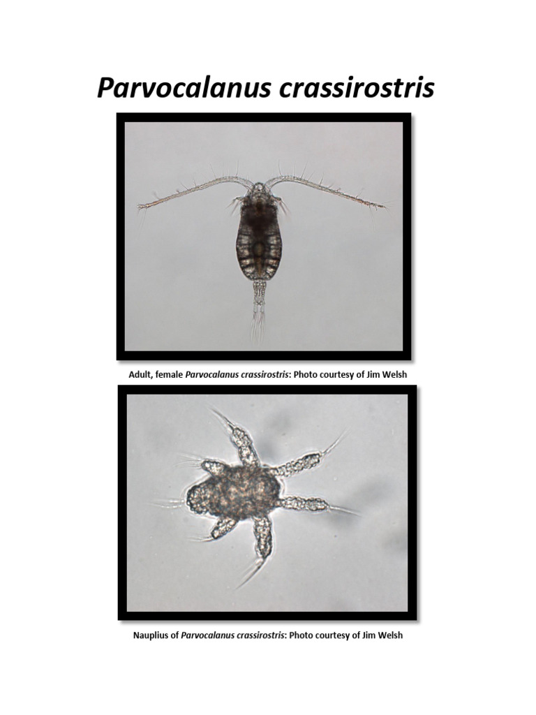 Parvocalanus Crassirostris Information | PDF | Crustacean | Algae