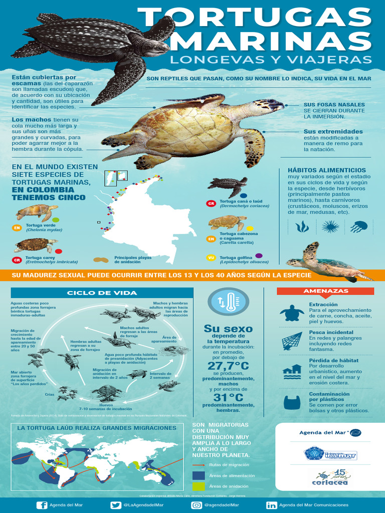 Infografía tortugas marinas | PDF