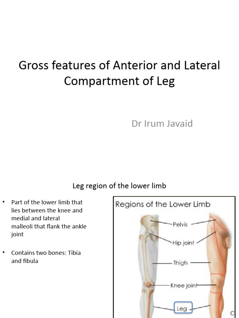 Anterior Compartment of Leg | PDF