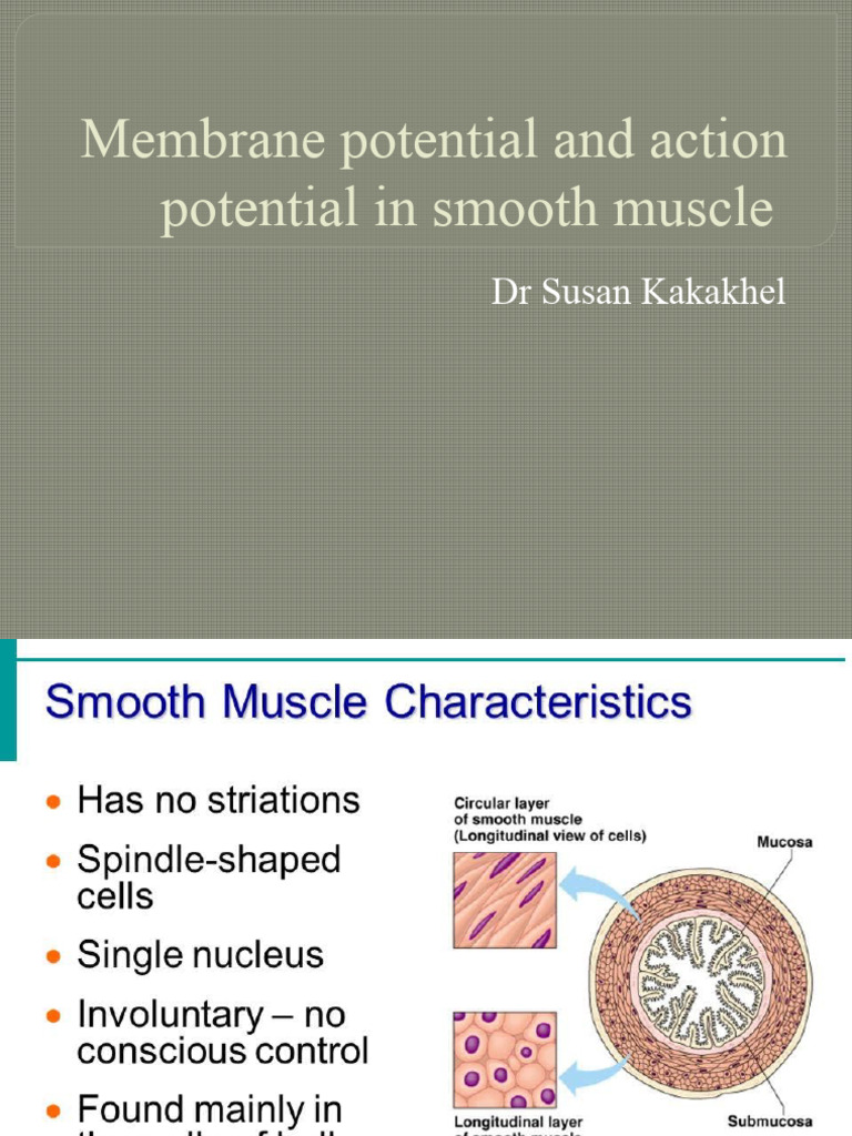 Action Potential in Smooth Muscles | PDF | Muscle Contraction ...