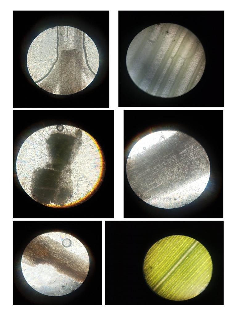 Hasil Mikroskop | PDF
