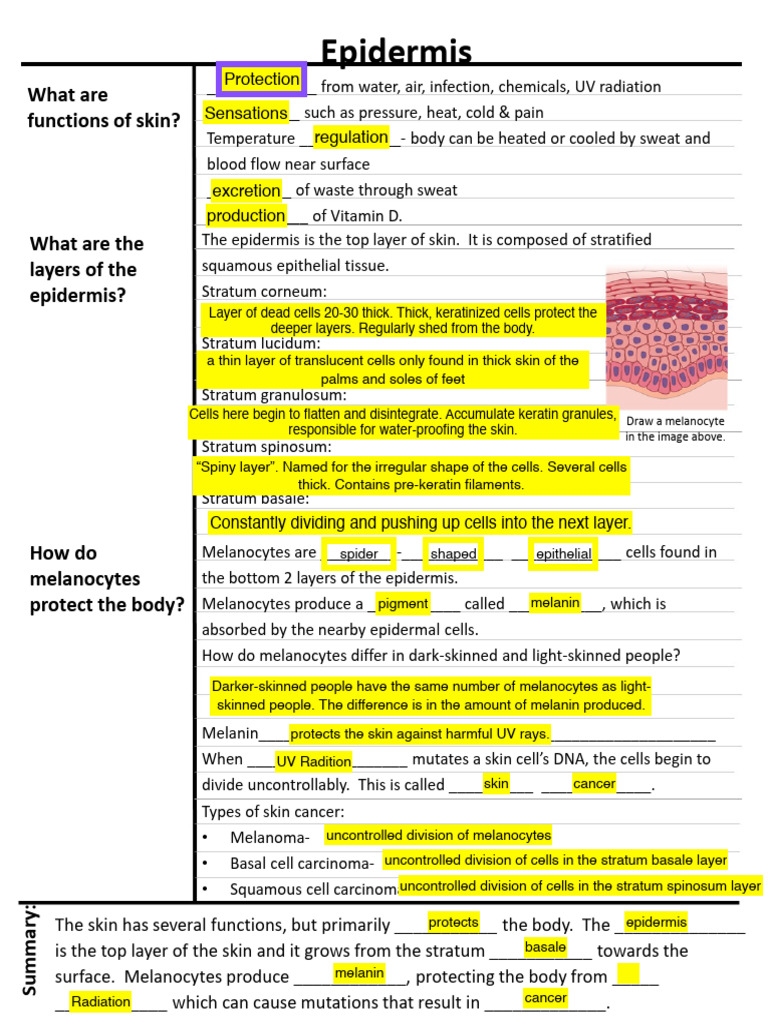 Integumentary System Cornell Notes | PDF