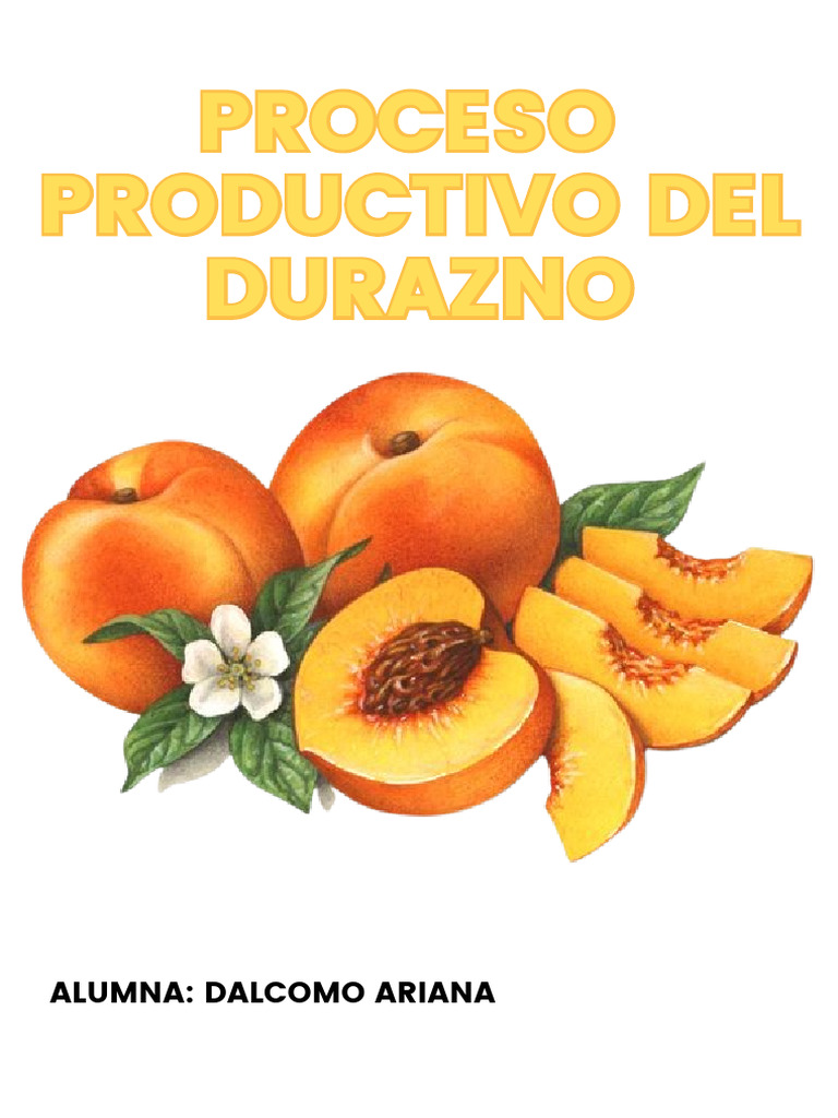 Proceso Productivo Del Durazno - 20230822 - 125402 - 0000 | PDF