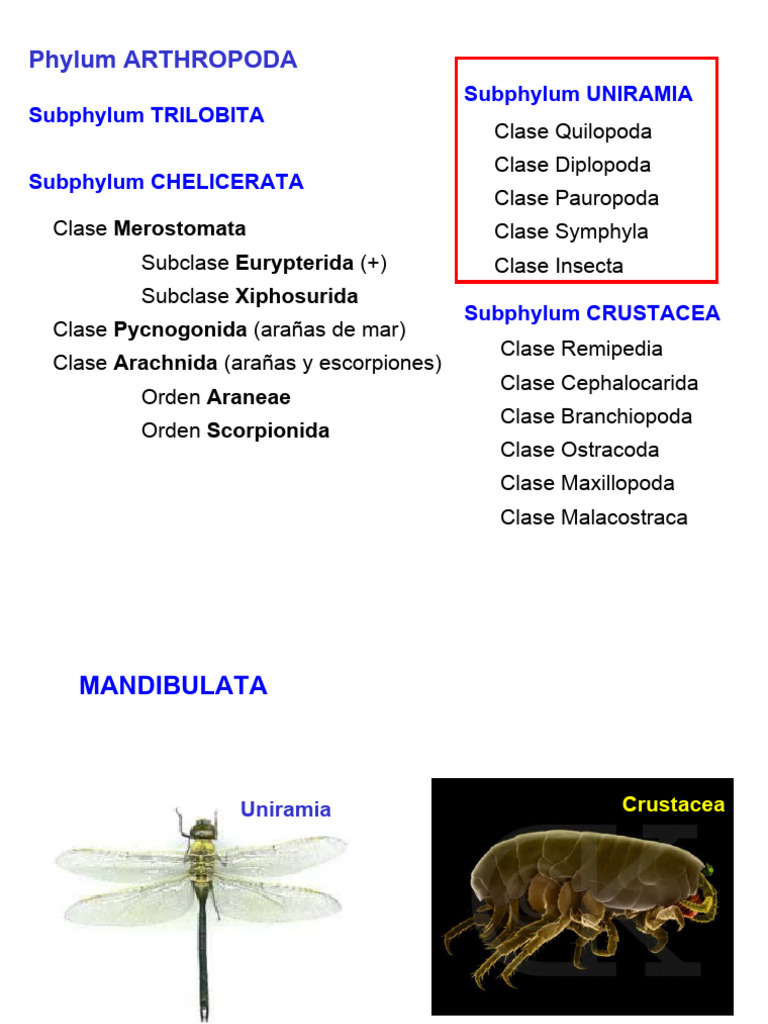 12 Uniramia 01 | PDF