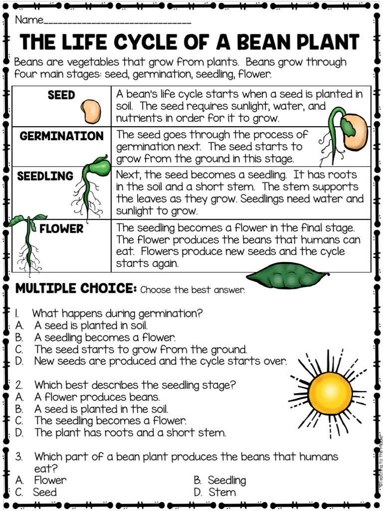 The Life Cycle of A Bean Plant: Seed Germination Seedling | PDF | Seed ...