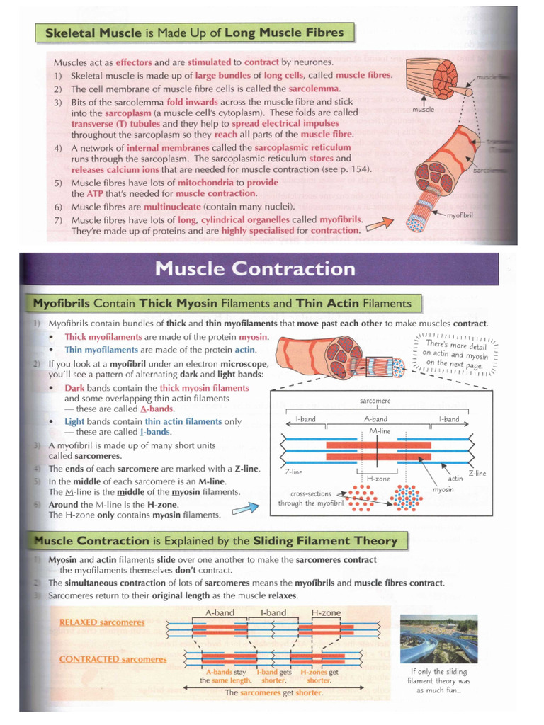 Muscle | PDF