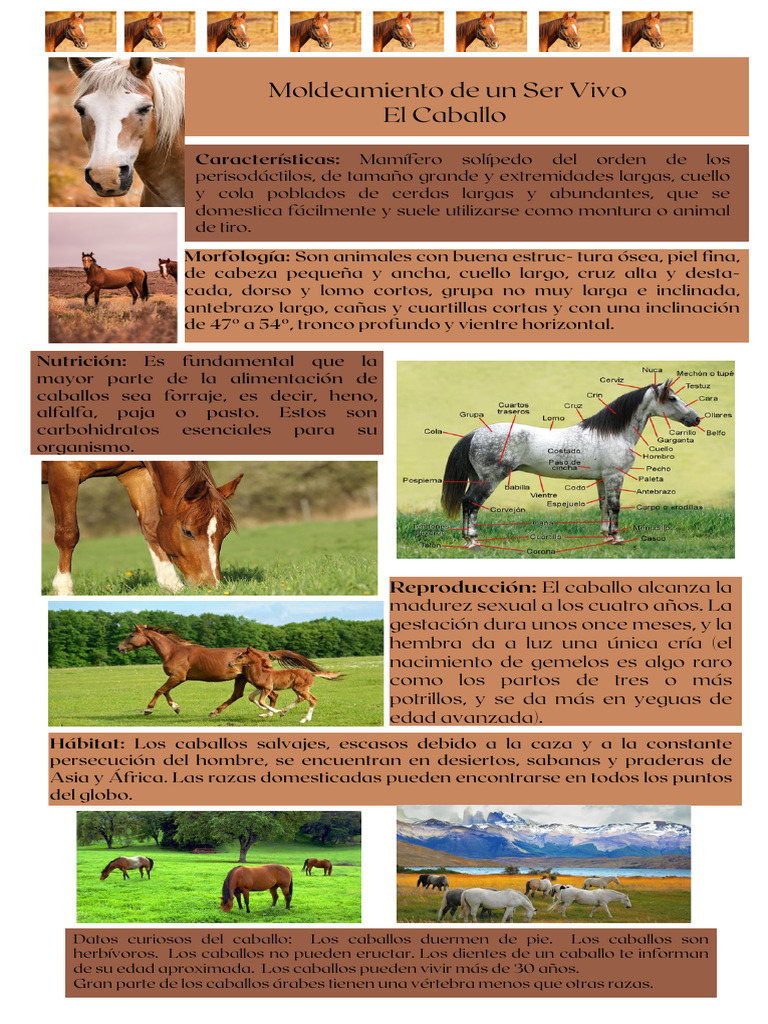 Infografía Del Caballo | PDF