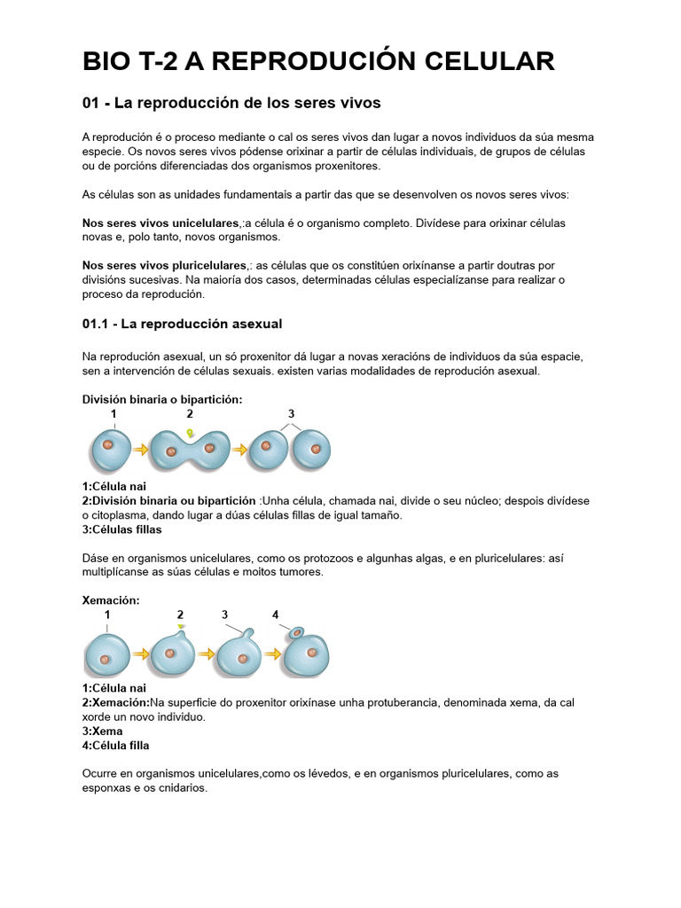 Bio T-2 A Reprodución Celular | PDF