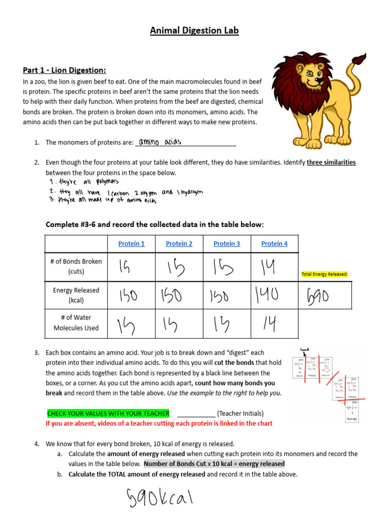 Animal Digestion Lab | PDF | Proteins | Carbohydrates