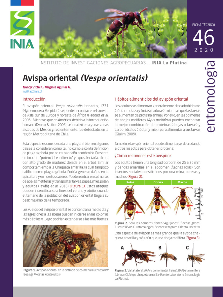 Avispa oriental (Vespa orientalis) | PDF
