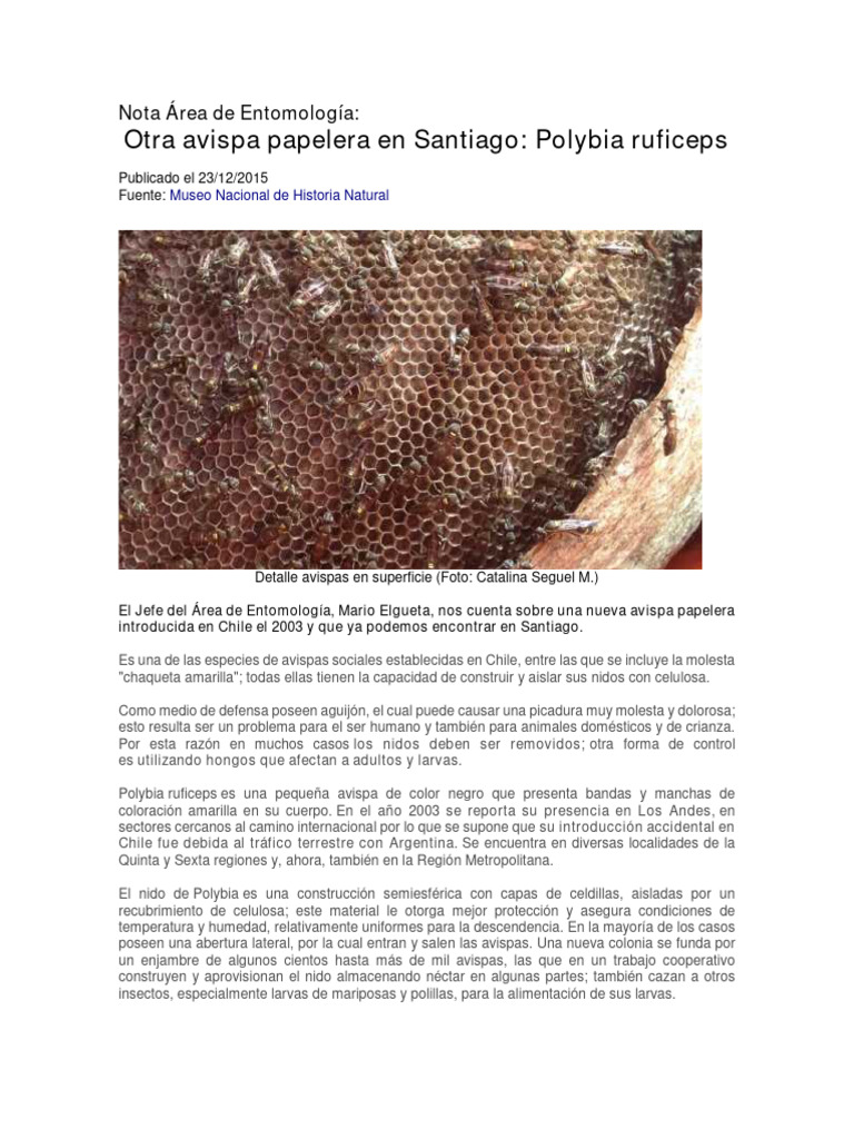 Nueva avispa Polybia ruficeps en Santiago | PDF | Avispa | Insectos