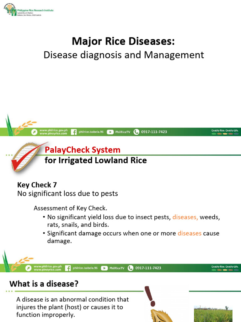 Major Diseases and Management of Rice | PDF | Rice | Plant Pathology