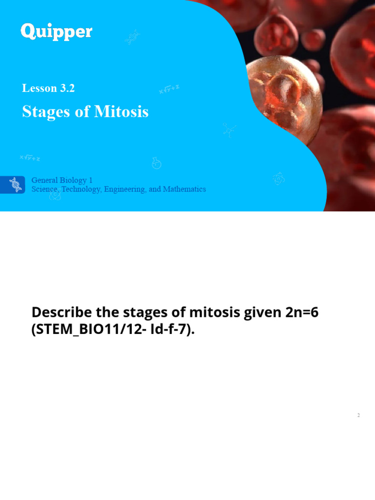Stages of Mitosis | PDF