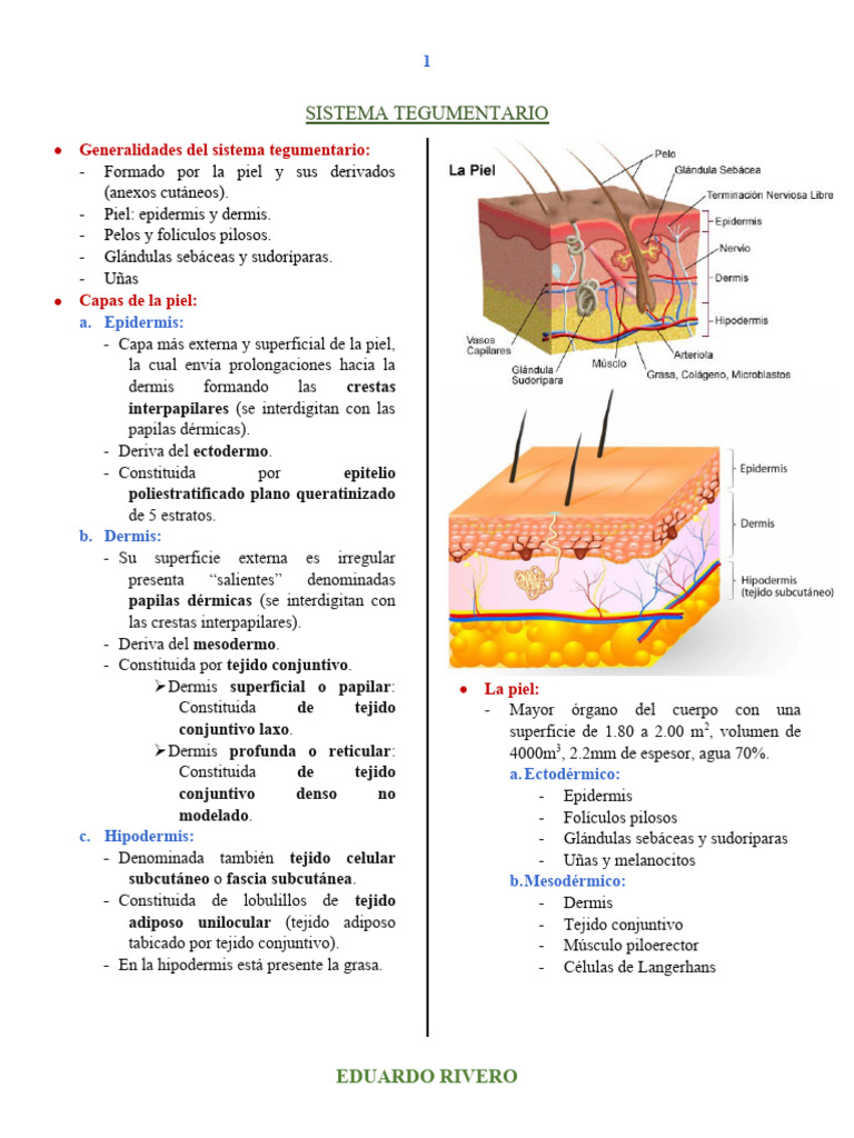 Sistema Tegumentario Histologia | PDF | Piel | Sistema tegumentario