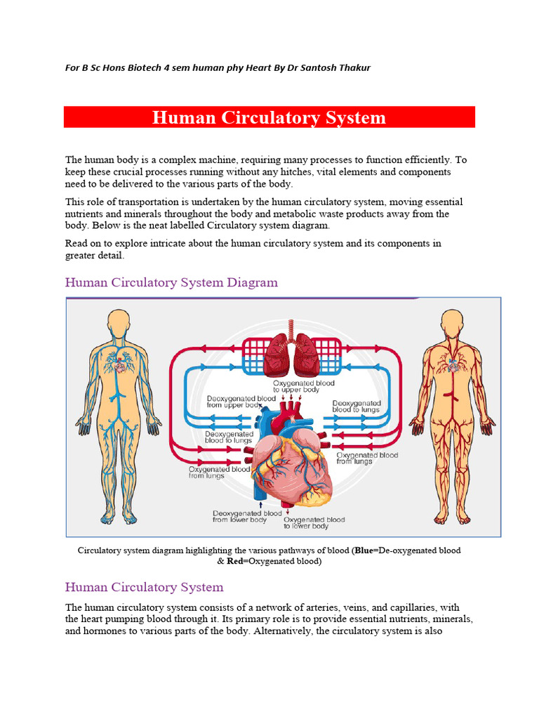 B SC 4 Sem BiotechHuman Phy Heart by DR Santosh Thakur | PDF | Blood ...