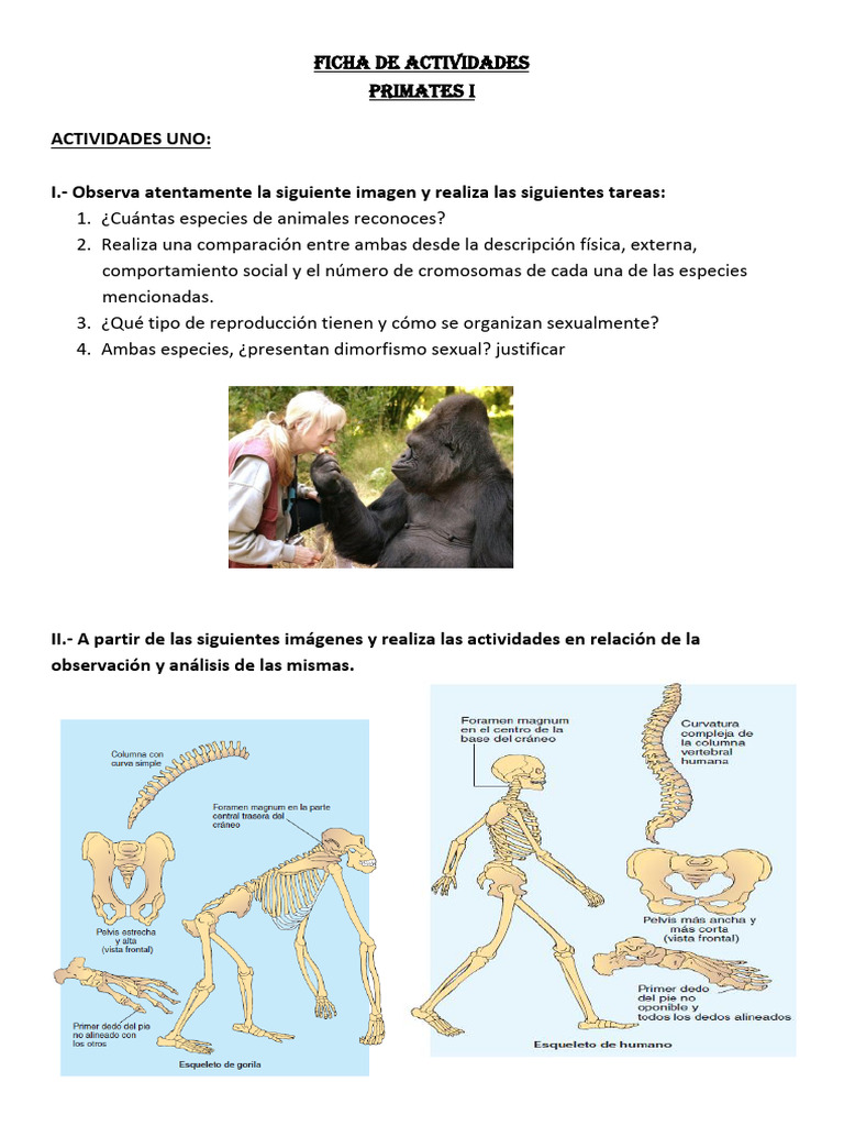 Características y clasificación de primates | PDF