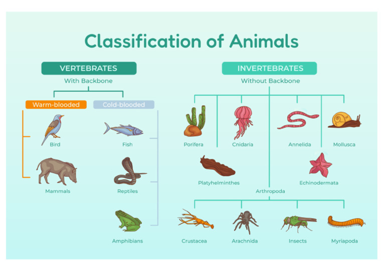 Infografia-clasificacion-animales-dibujada-mano | PDF
