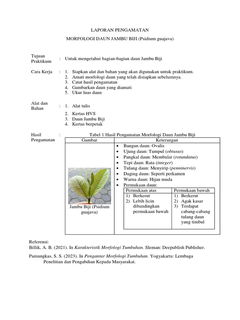 LAPORAN PENGAMATAN Morfologi Daun Jambu Biji | PDF