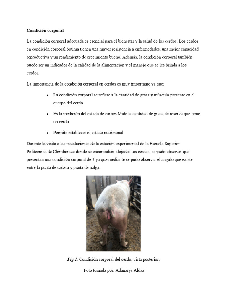 Condición Corporal | PDF