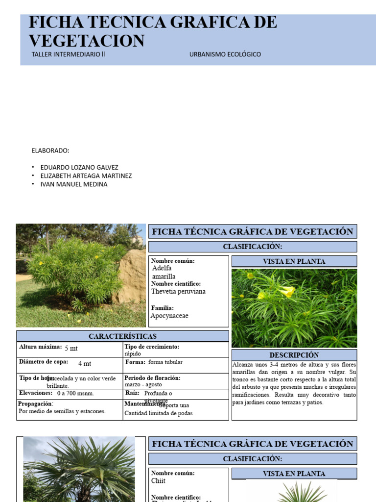 FICHA VEGETACION_EQUIPO7 | PDF | Arboles | Plantas