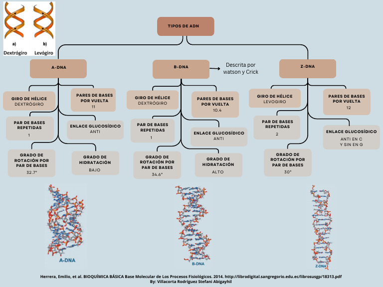 Tipos de ADN Villacorta Rodriguez | PDF