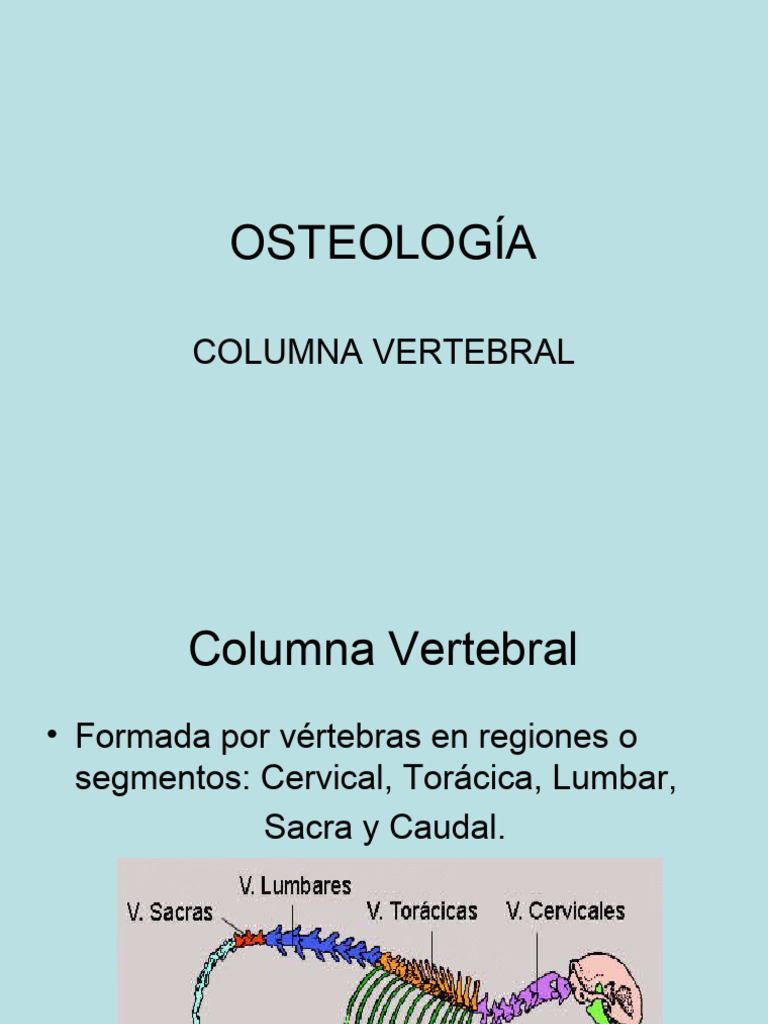 Anatomía de la Columna Vertebral | PDF | Vértebra | La columna vertebral