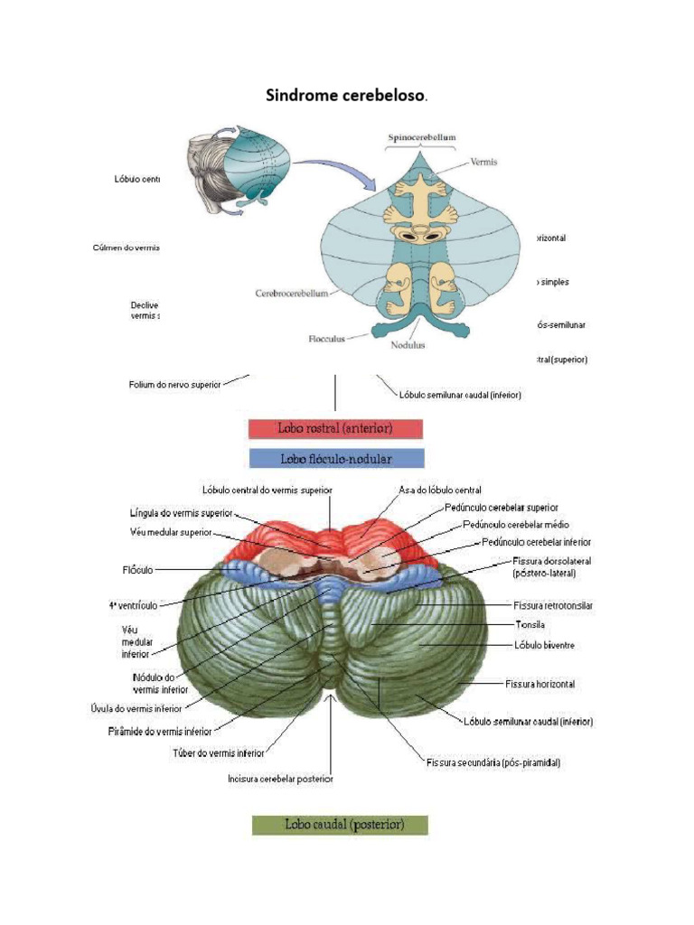 Síndrome Cerebeloso: Causas y Síntomas | PDF | Enfermedades y ...