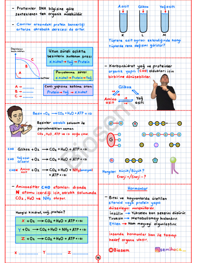 CTB Hormonlar Biosem | PDF