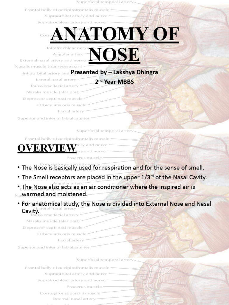 Anatomy of Nose | PDF | Human Nose | Sensory Organs