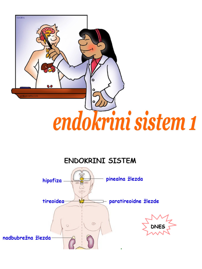endokrini-sistem-1-2014-15 | PDF