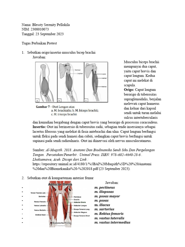 Origo dan Insertio Otot Biceps Brachii | PDF