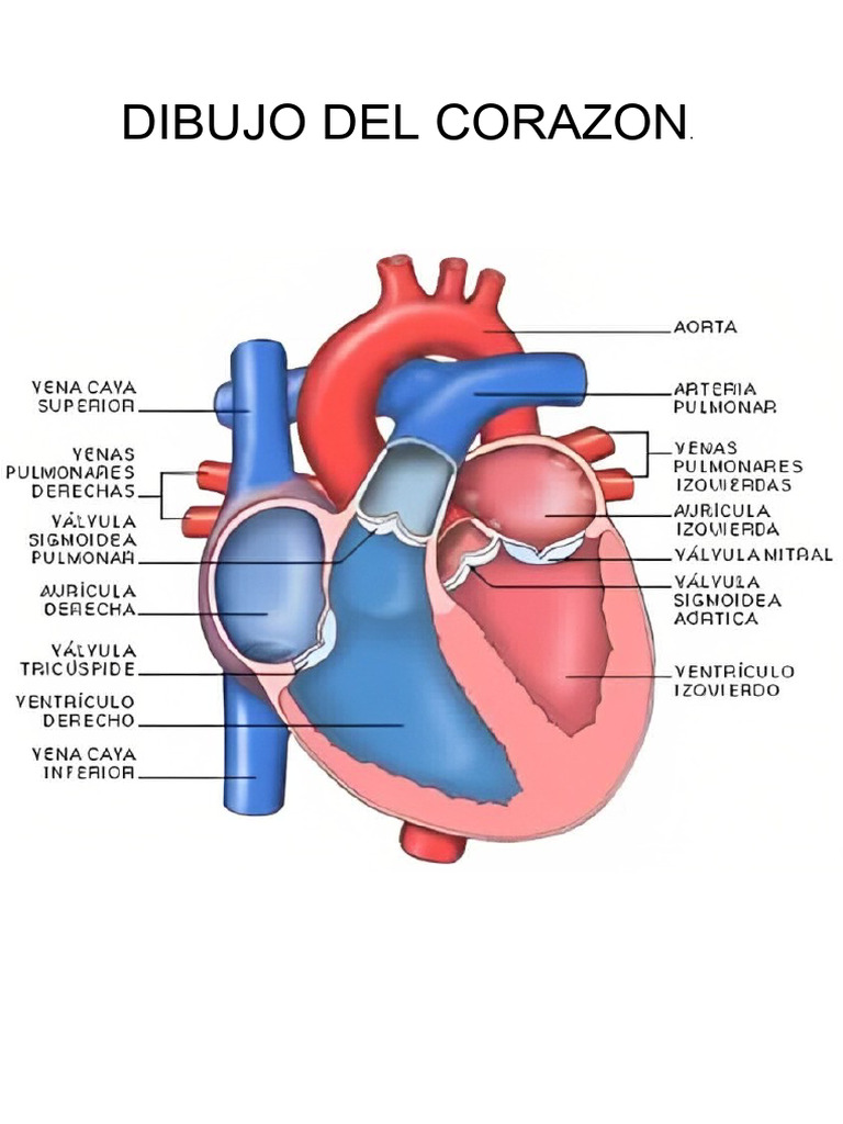 DIBUJO DEL CORAZON | PDF