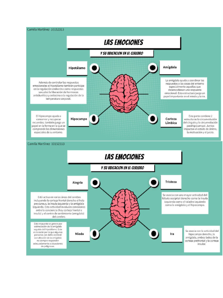 Las Emociones y Su Ubicacion en El Cerebro | PDF
