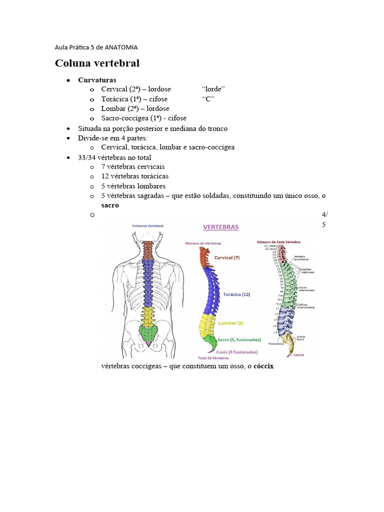 Anatomia da Coluna Vertebral | PDF | Coluna vertebral | Vértebra