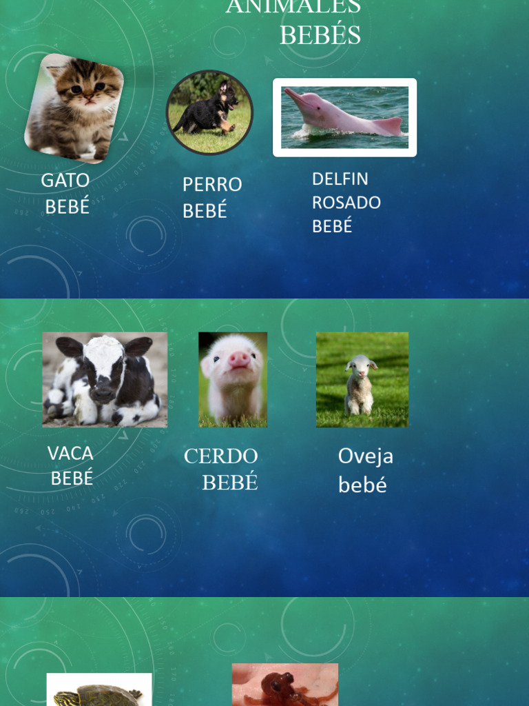 Animales Bebés | PDF