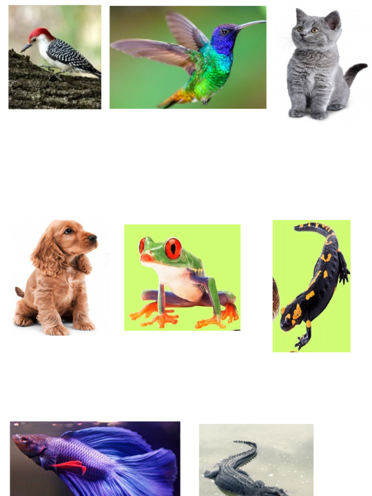 animales vertebrados para imprimir. | PDF