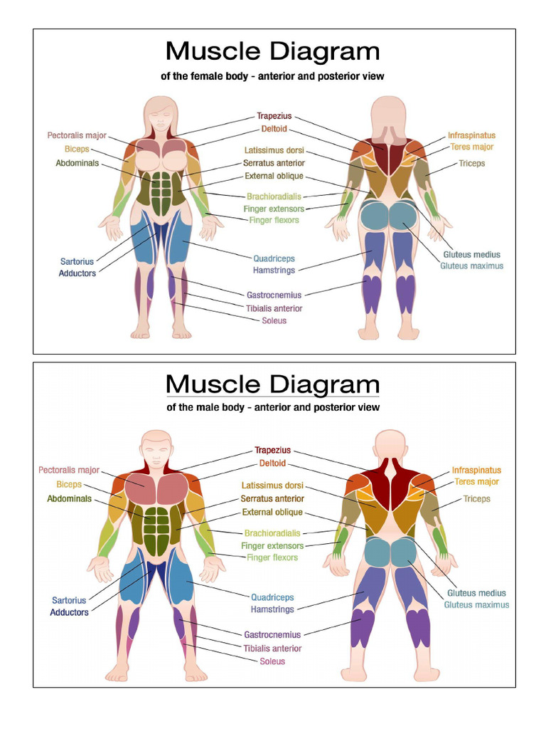 Major Muscle Groups | PDF