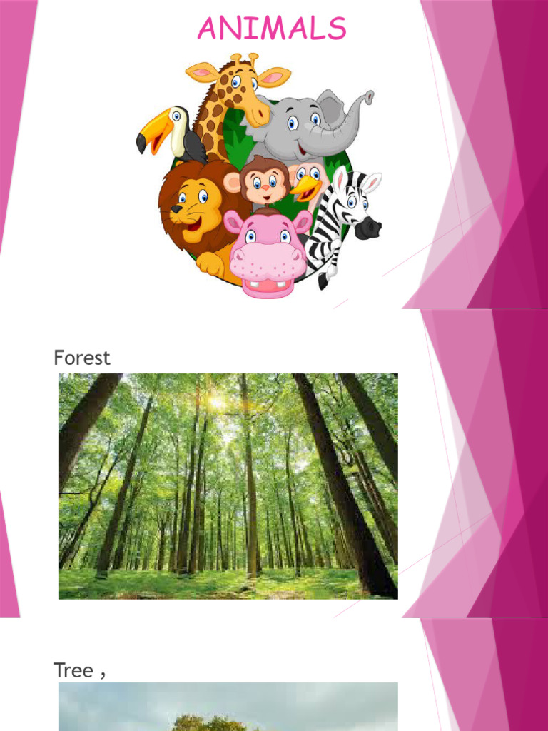 Animal Questions and Habitat | PDF