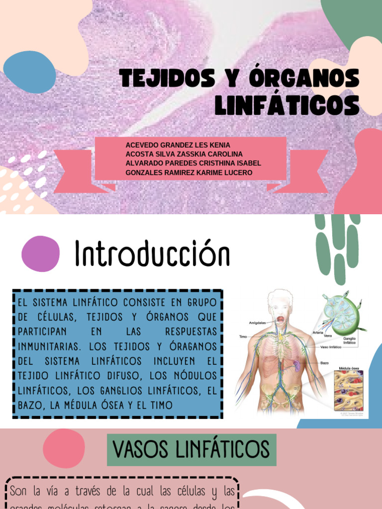 Tejidos y Órganos Linfáticos | PDF | Sistema linfático | Ganglio linfático