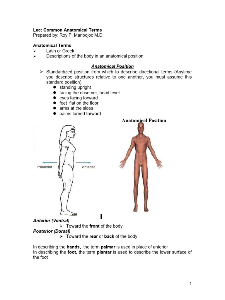 Anatomical Terms | Download Free PDF | Anatomical Terms Of Motion ...
